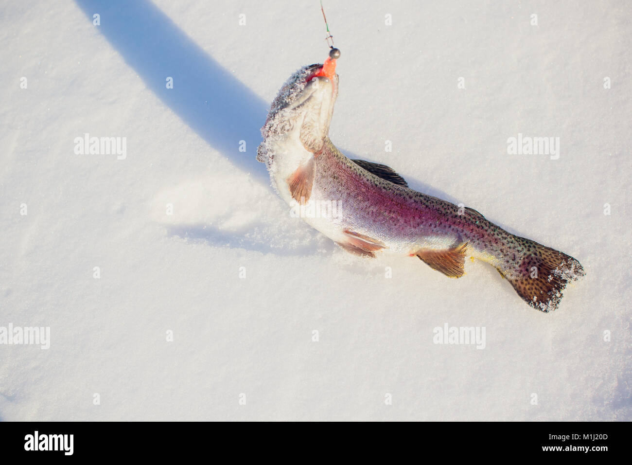 A fisherman's success on a cold winter's day on top of a frozen lake ...
