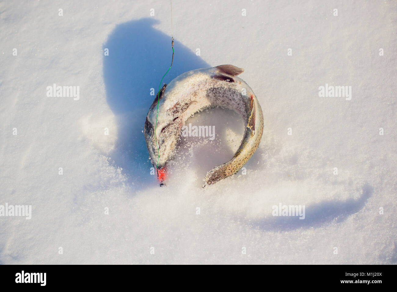A fisherman's success on a cold winter's day on top of a frozen lake ...