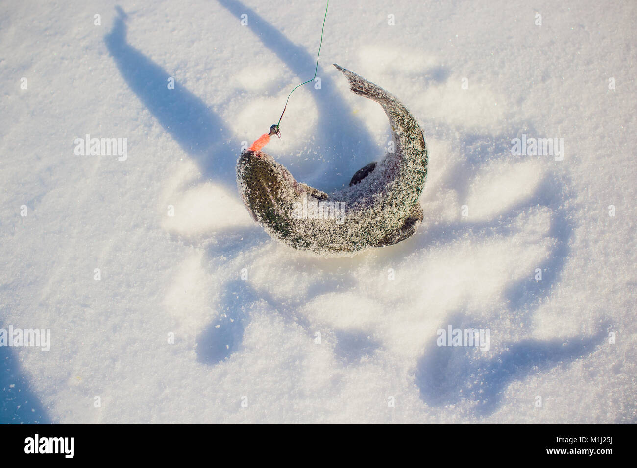 A fisherman's success on a cold winter's day on top of a frozen lake ...
