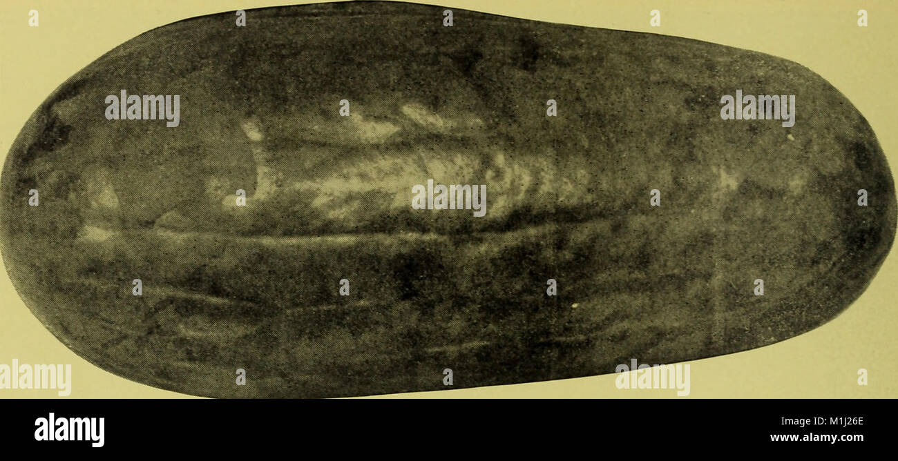 1901 Johnson and Stokes garden and farm manual (1901) (20384244508 ...