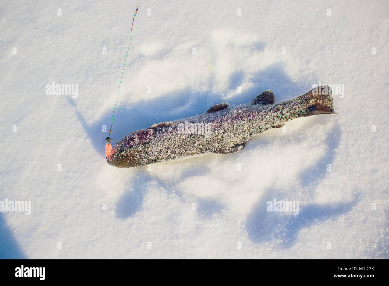 A fisherman's success on a cold winter's day on top of a frozen lake ...