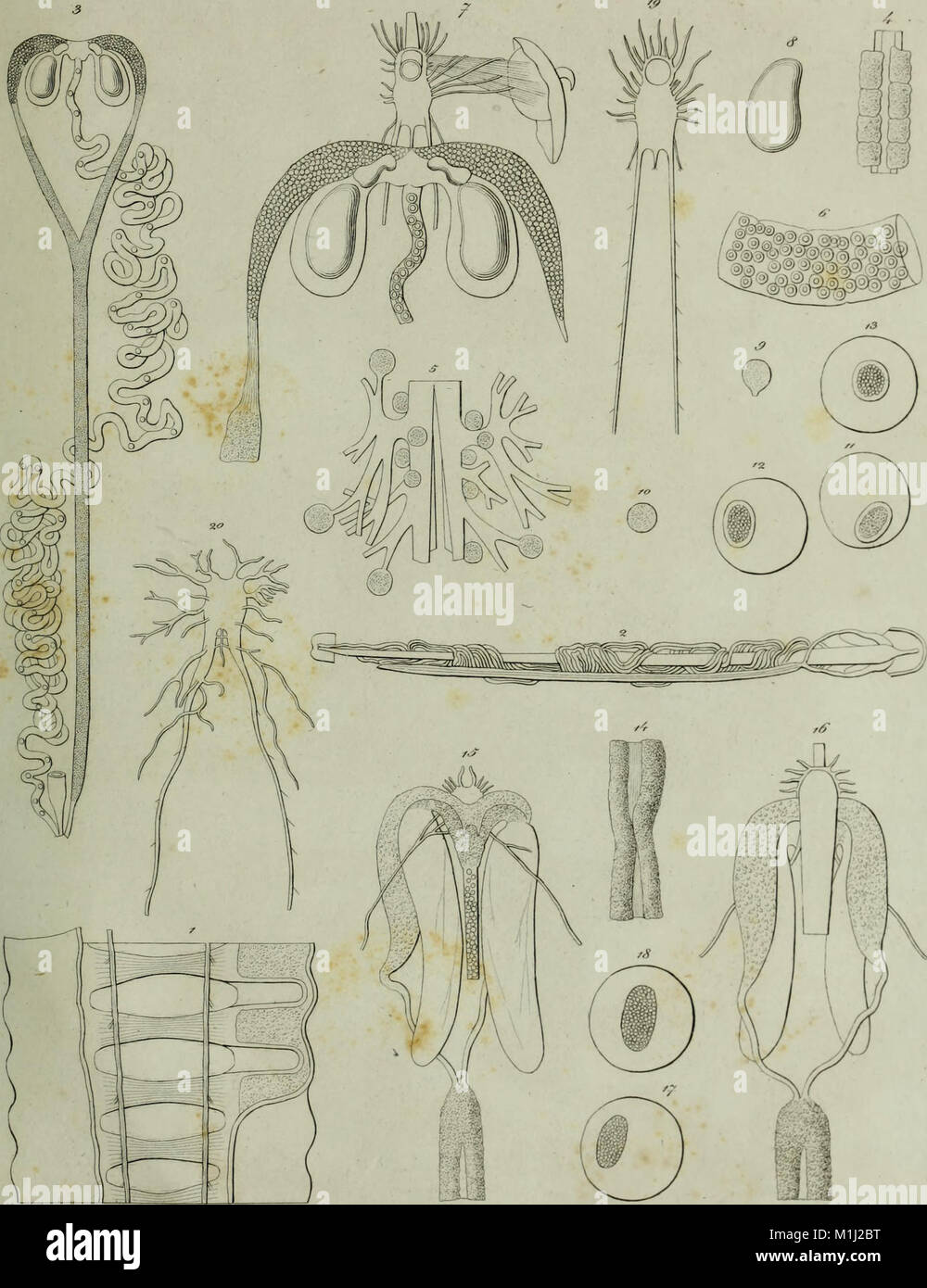 This scientific journal from the Vienna Museum of Natural History ...