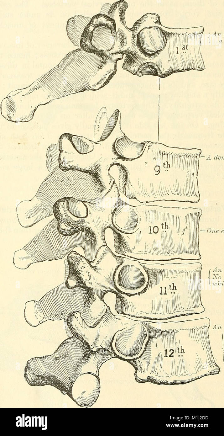 This 1897 textbook provides a detailed overview of human anatomy and ...