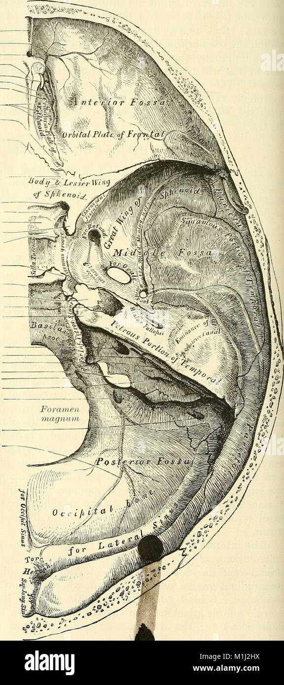 Anatomy, descriptive and surgical (1897) (14762427454 Stock Photo - Alamy