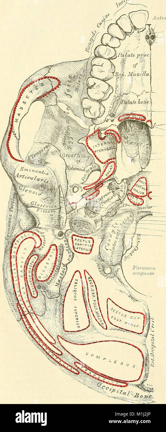 Anatomy, descriptive and surgical (1897) (14578151188 Stock Photo - Alamy