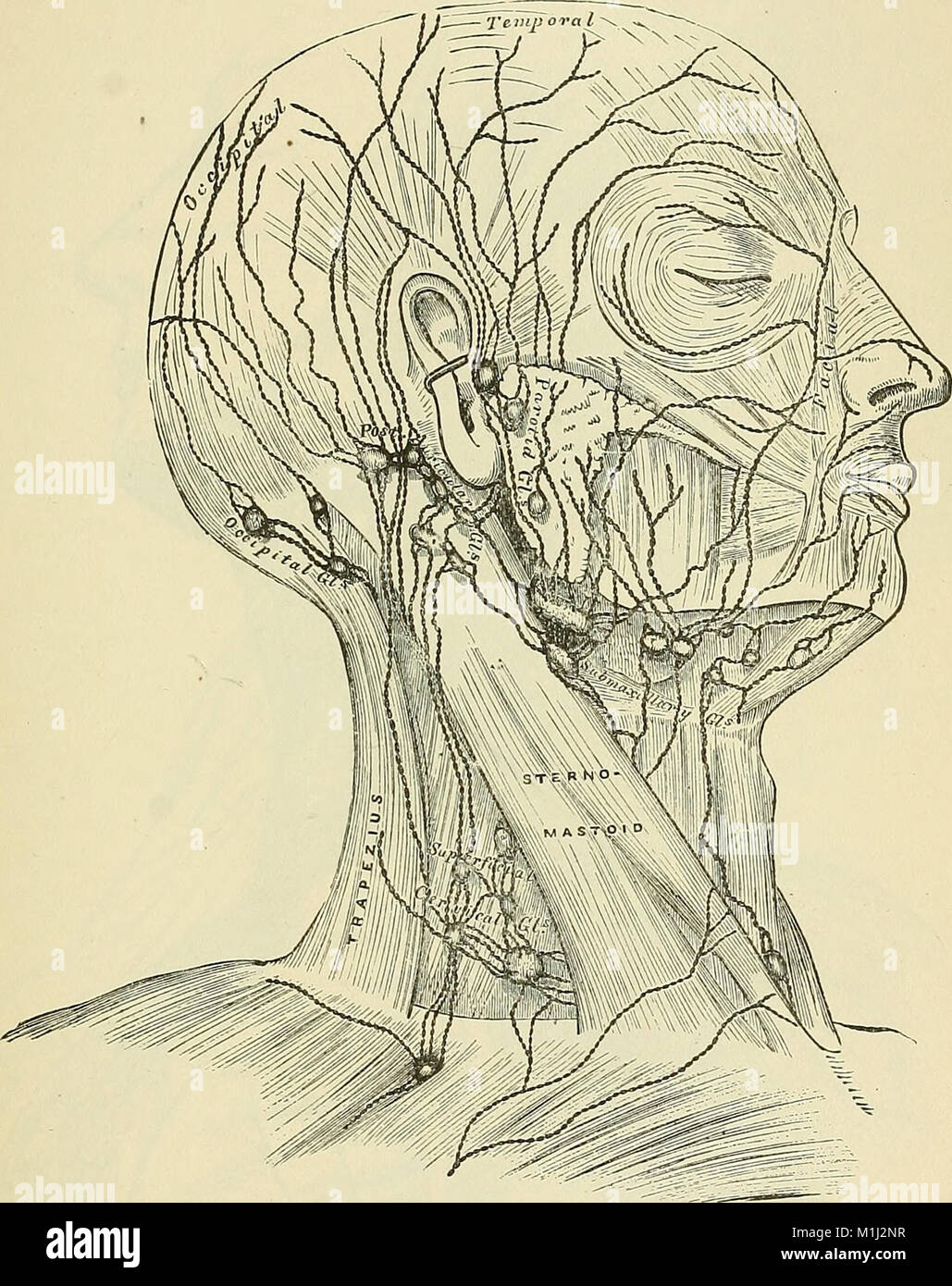 Anatomy, descriptive and surgical (1887) (14579394927 Stock Photo - Alamy