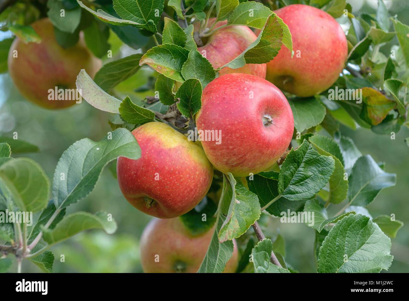 Alcmene hi-res stock photography and images - Alamy