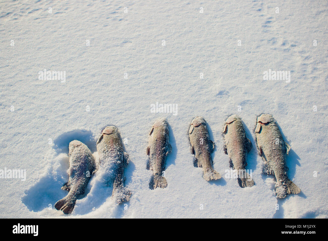 A fisherman's success on a cold winter's day on top of a frozen lake ...