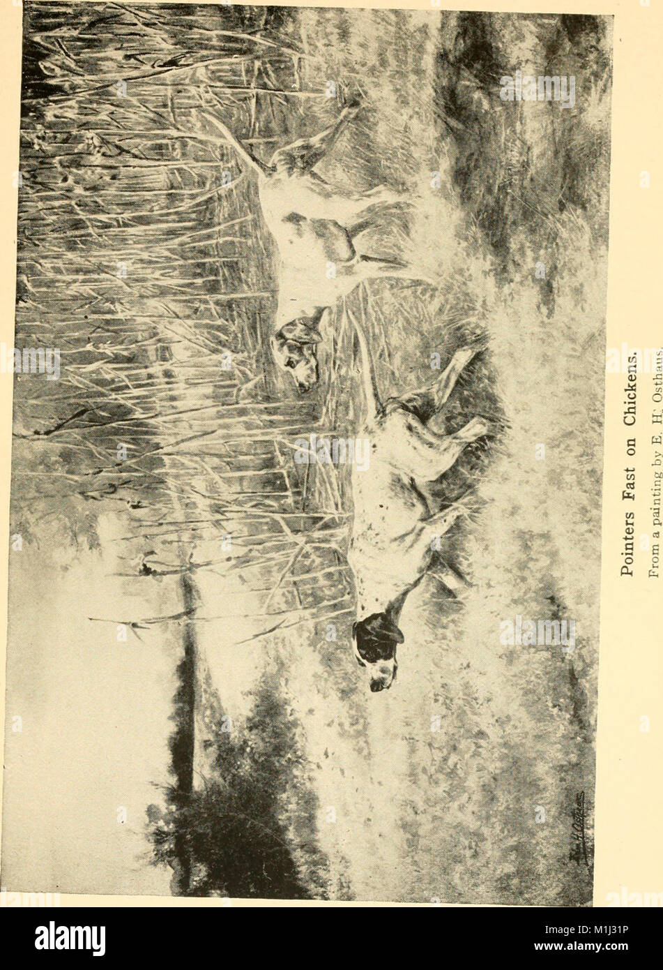 This 1910 guide discusses American game-bird shooting, offering ...