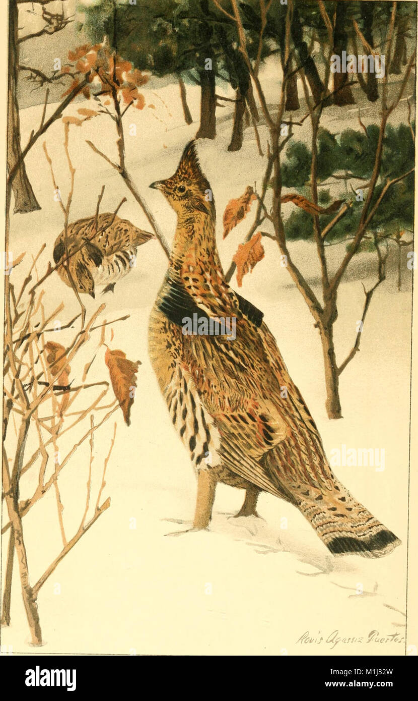 *American Game-Bird Shooting* (1910) provides guidelines for hunting ...