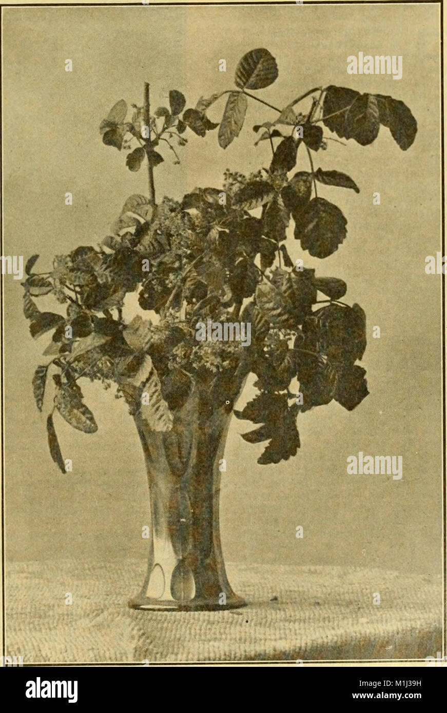 The 'American Bee Journal' (1918) is a publication dedicated to ...