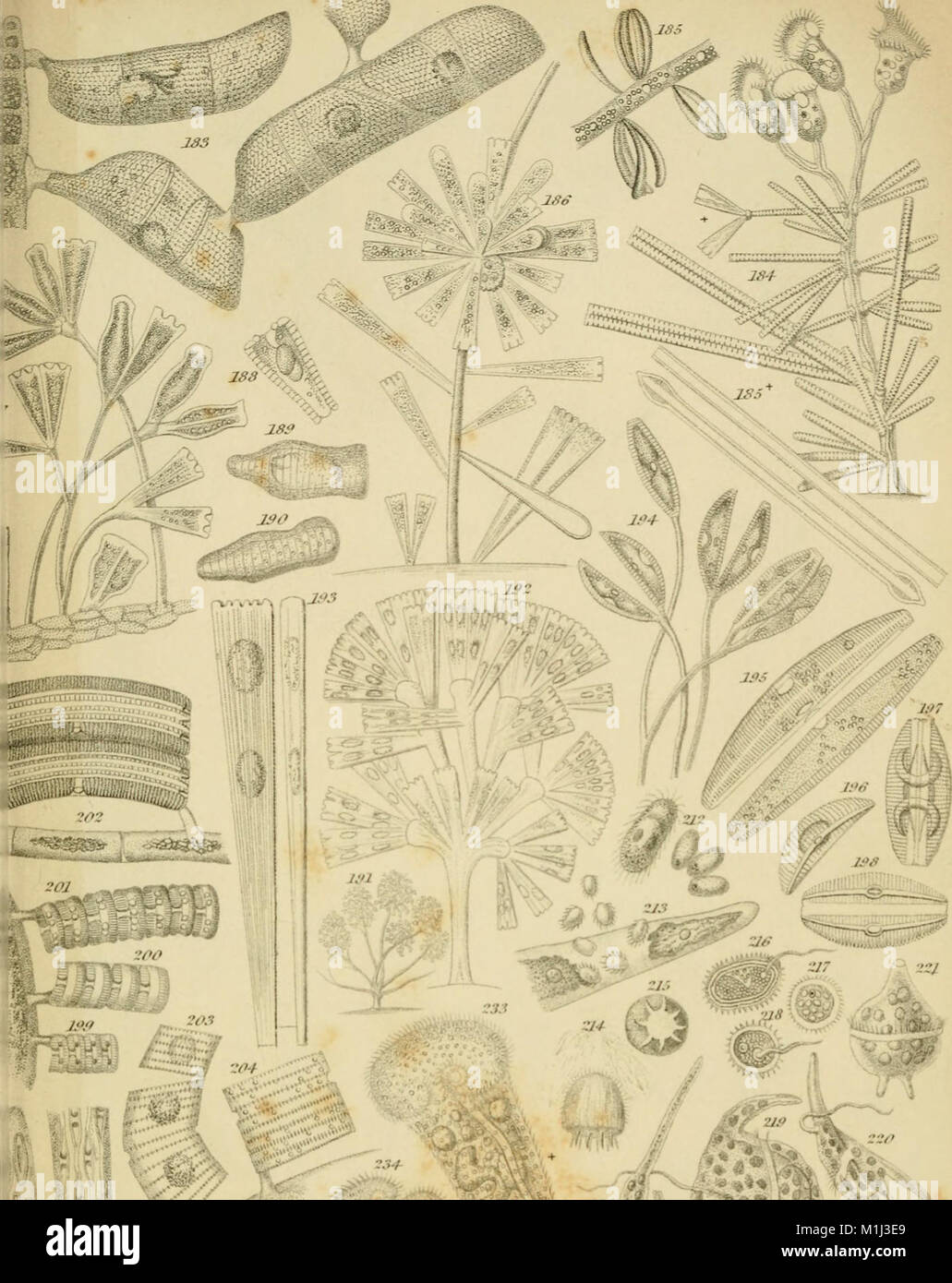 Animalcules hi-res stock photography and images - Alamy