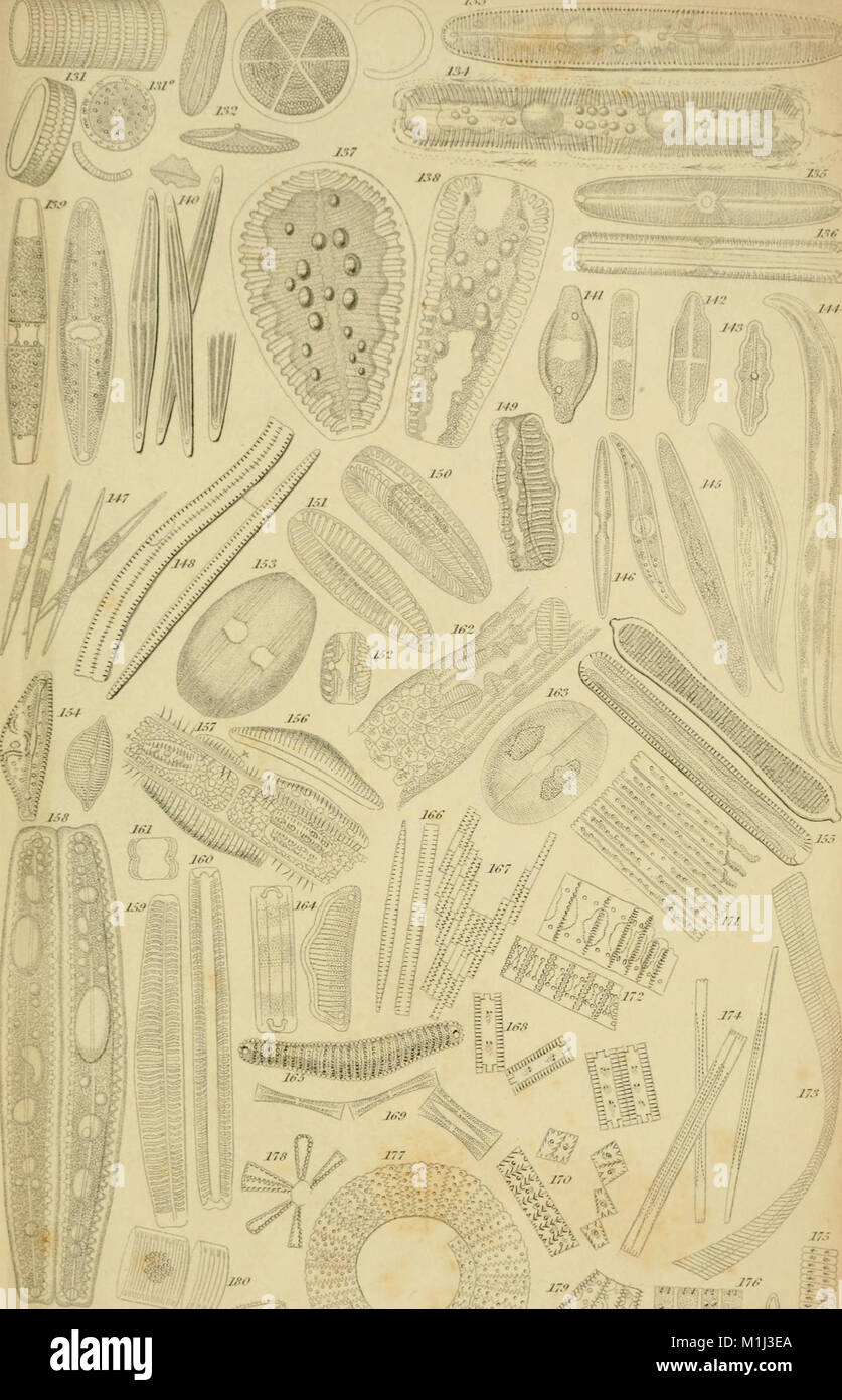 This 1851 text provides a general history of animalcules, describing ...