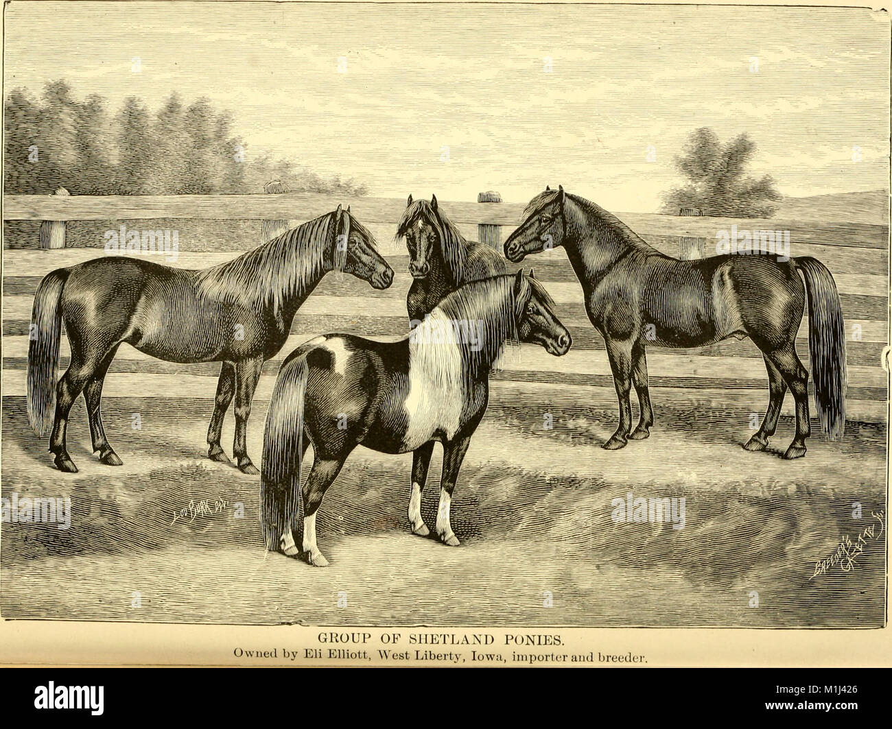 This work offers a comprehensive history of horses and horse breeding ...