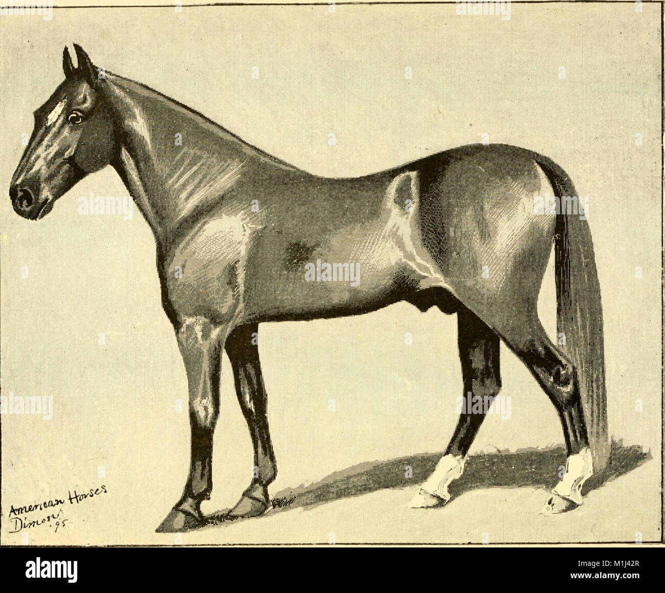 This work provides a comprehensive history of horses and horse breeding ...