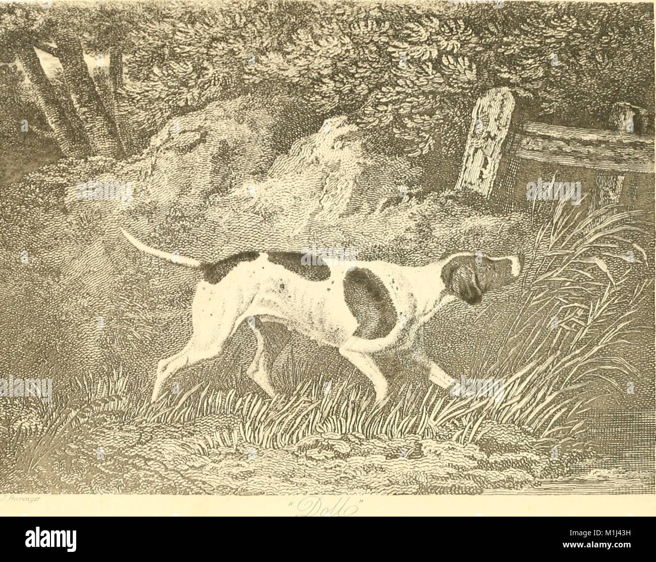 Animal painters of England from the year 1650 - a brief history of ...