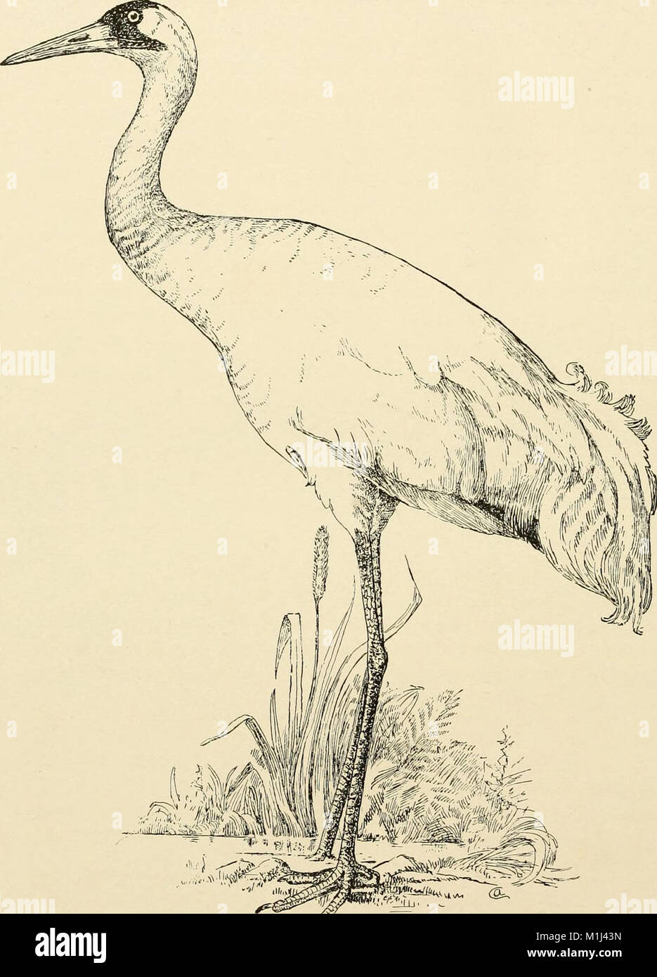 This history explores game birds, wild-fowl, and shore birds of ...
