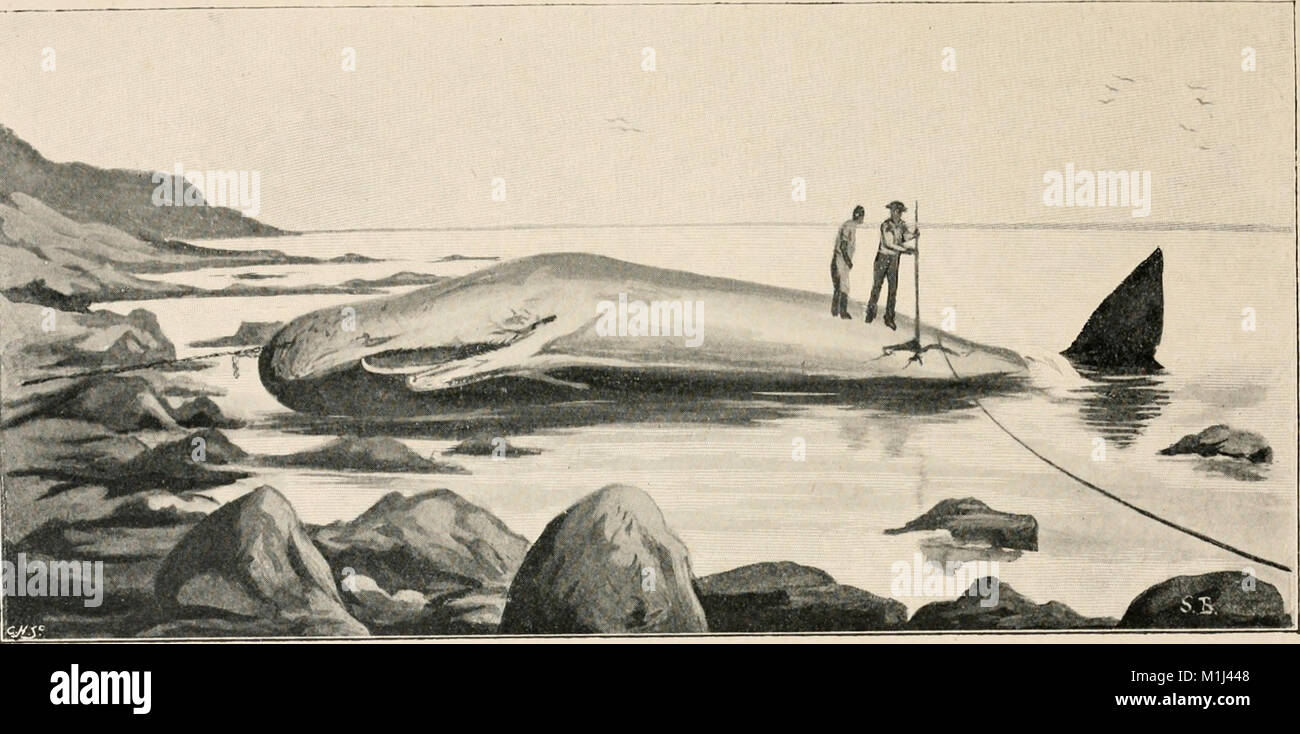This book, published in 1900, provides a detailed exploration of whales ...