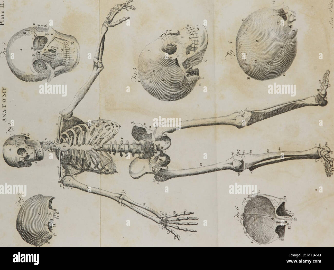 Published in 1839, this anatomy textbook offers comprehensive insights ...