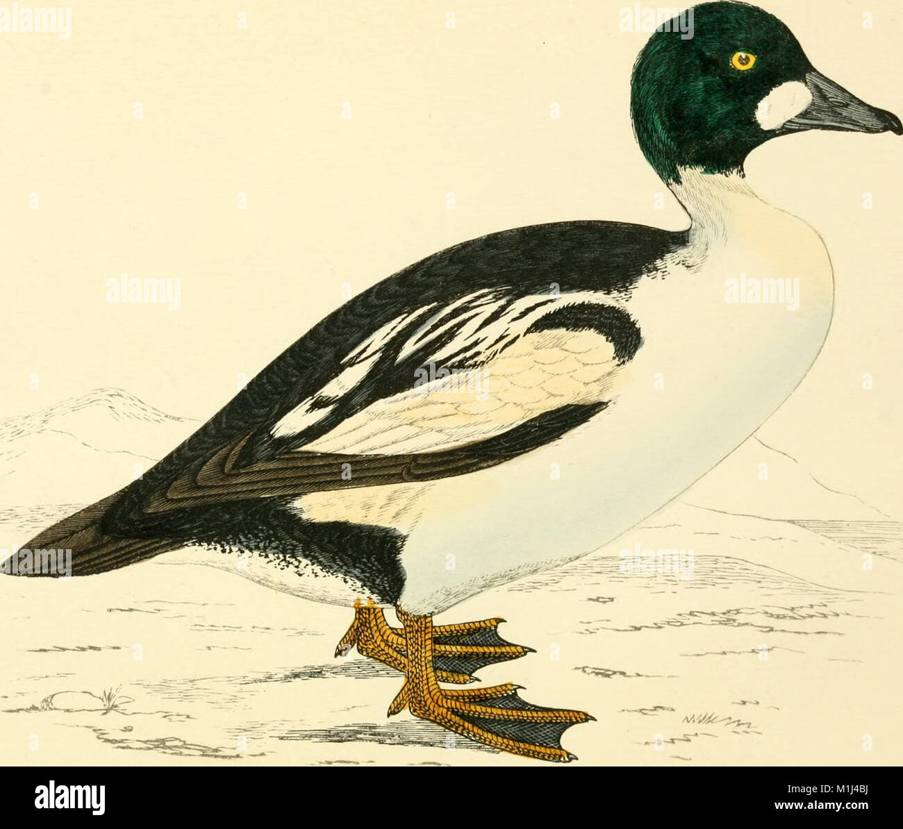 History british birds offers hi-res stock photography and images - Alamy