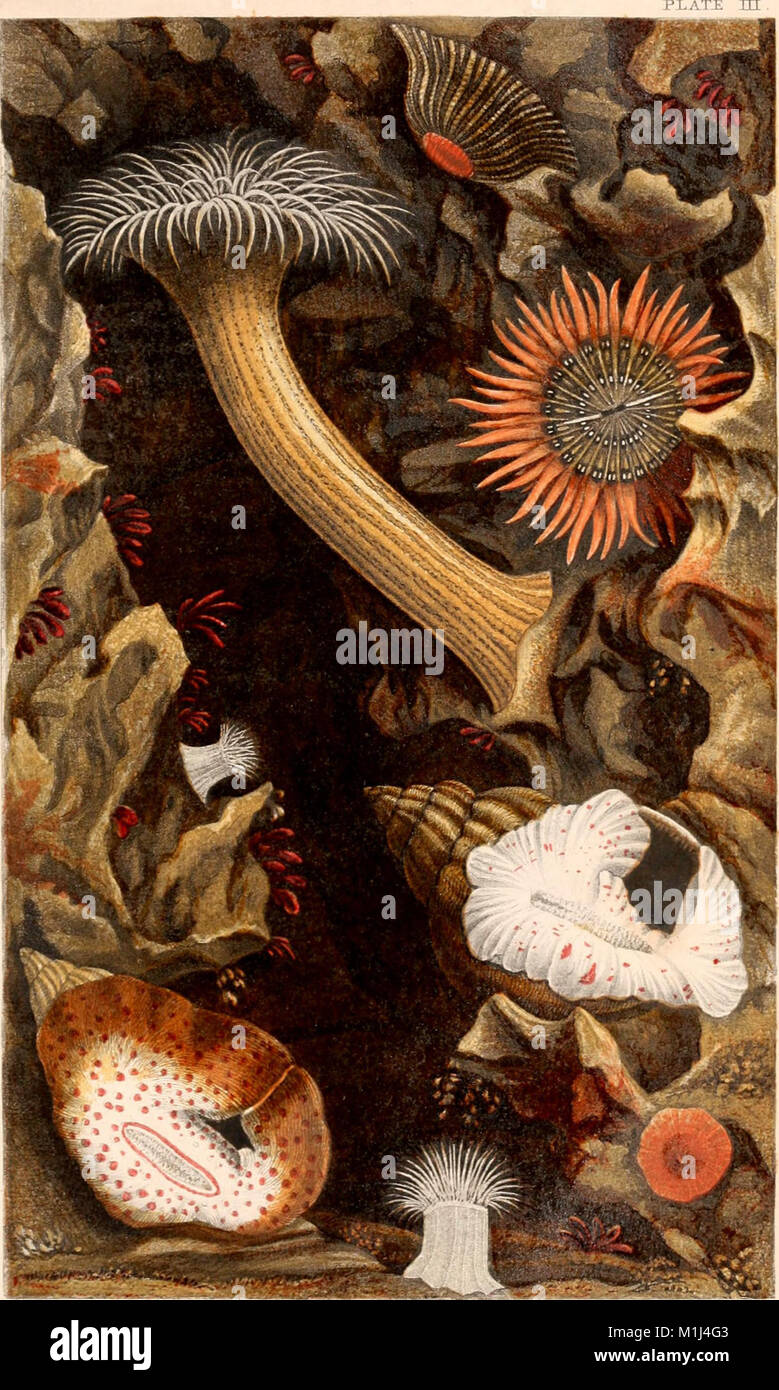 A history of the British sea-anemones and corals (1860) (14595132978 ...