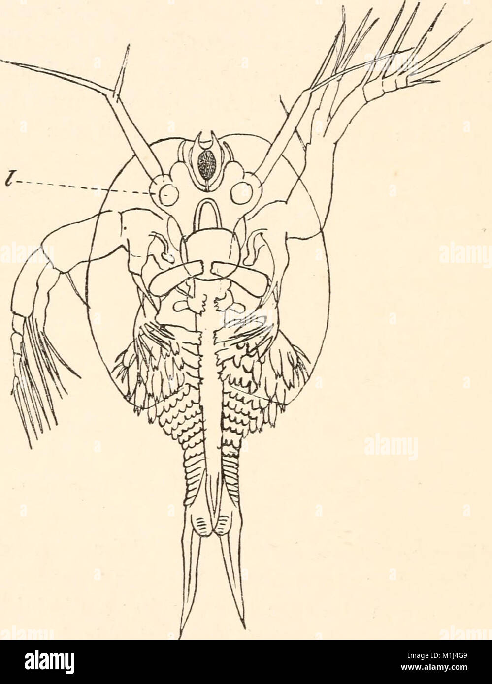 The Apodida, A Morphological Study (1892) examines the morphological ...