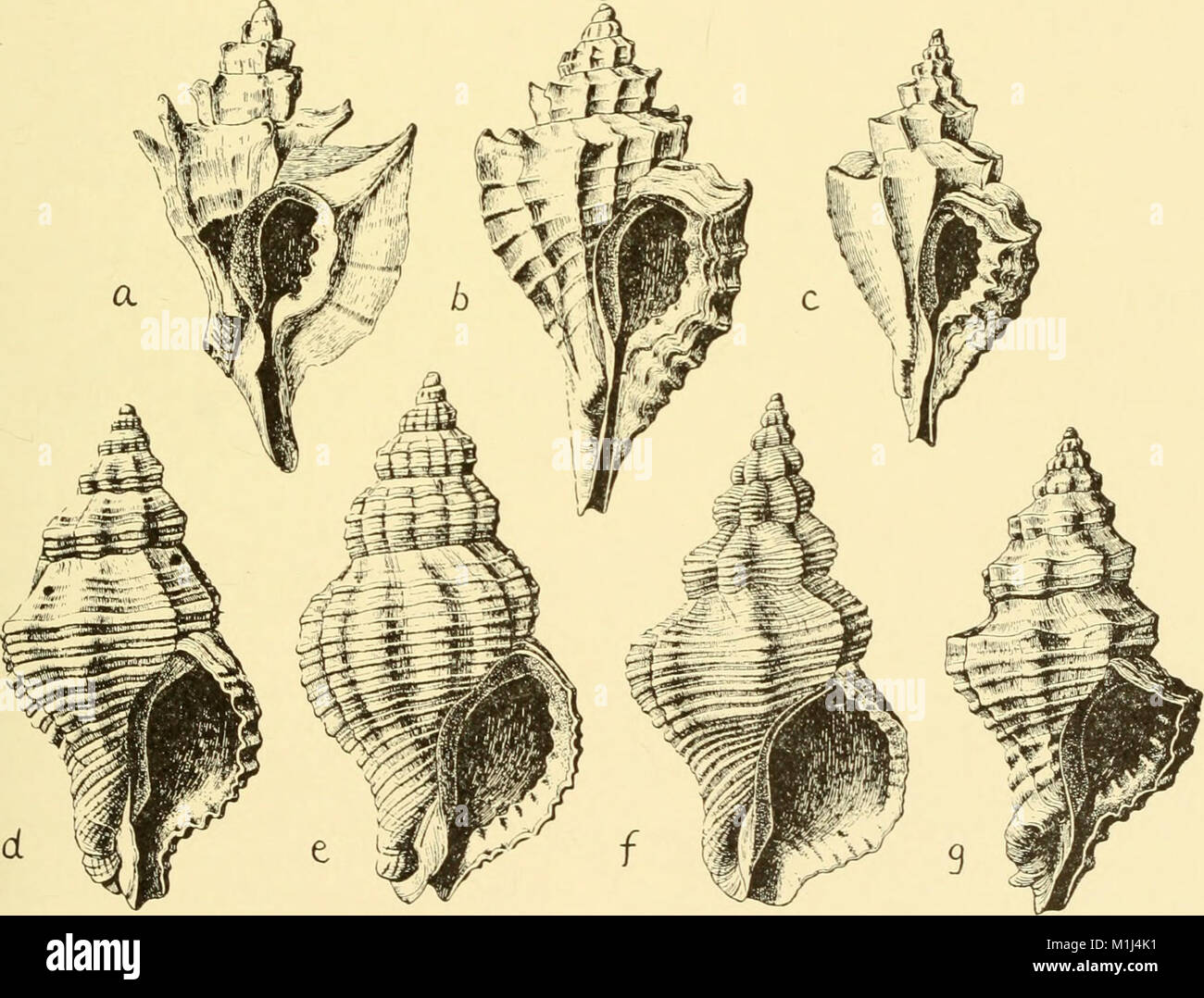 'American Seashells' (1954) is a detailed guide to the identification ...