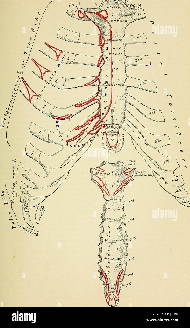 Anatomy, descriptive and surgical (1887) (14765691945 Stock Photo - Alamy
