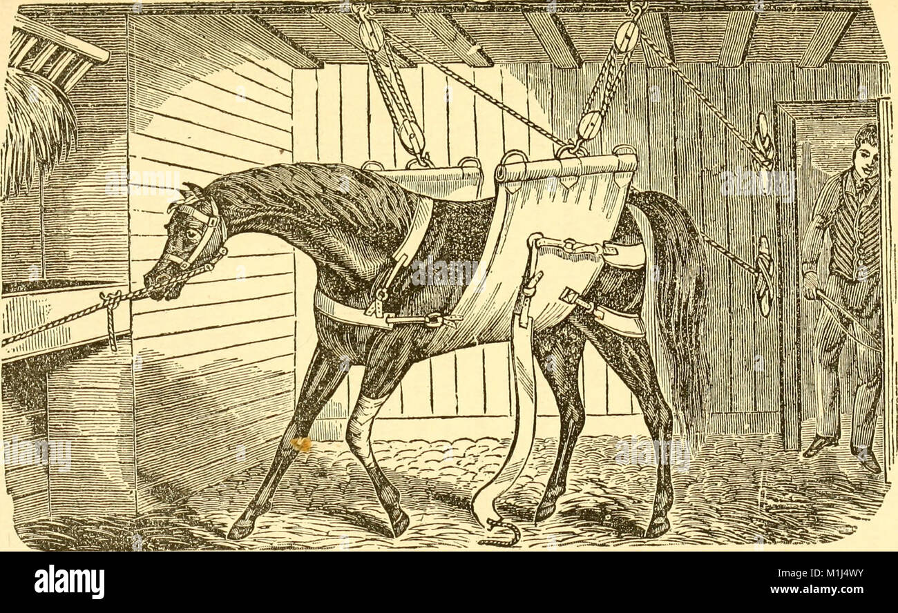 This comprehensive work provides a history of horses and horse breeding ...