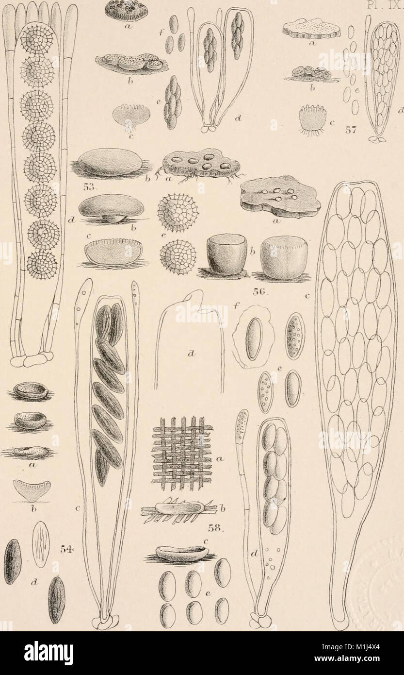 Discomycetes hi-res stock photography and images - Alamy