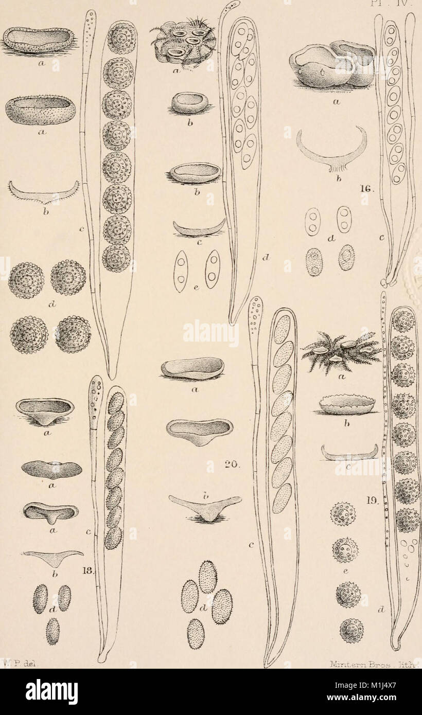 Discomycetes hi-res stock photography and images - Alamy