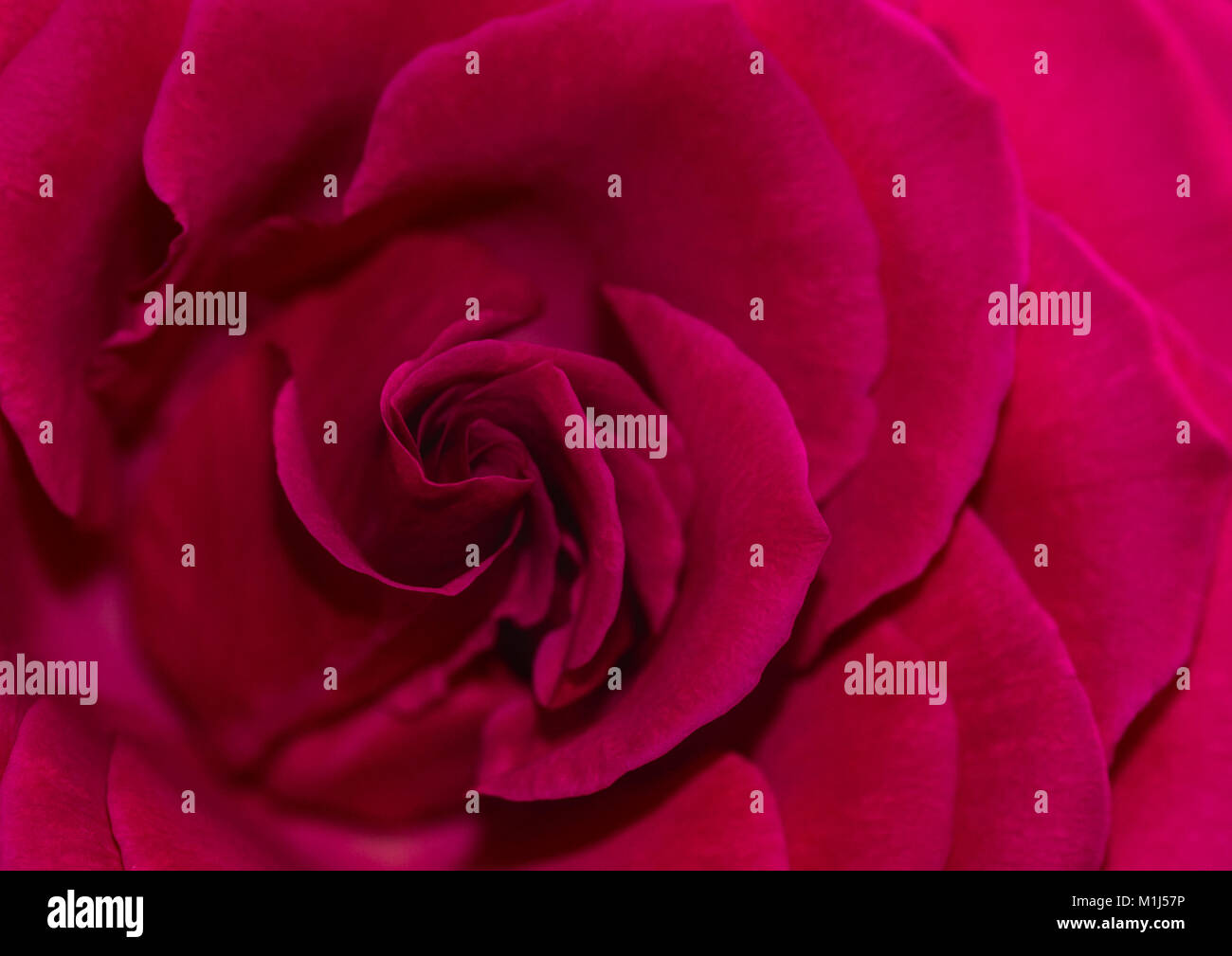 Macro rose hi-res stock photography and images - Alamy