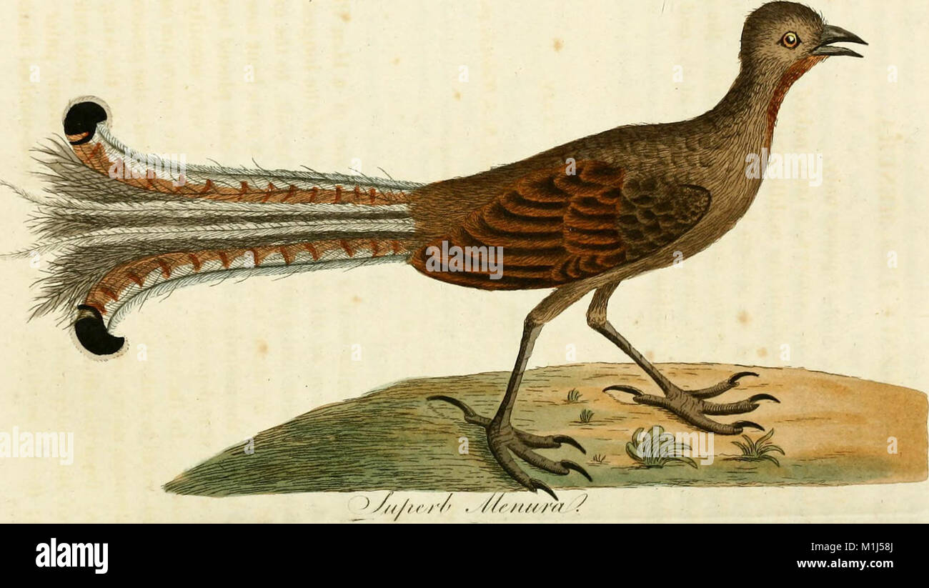 Published in 1821, this work offers a comprehensive history of birds ...