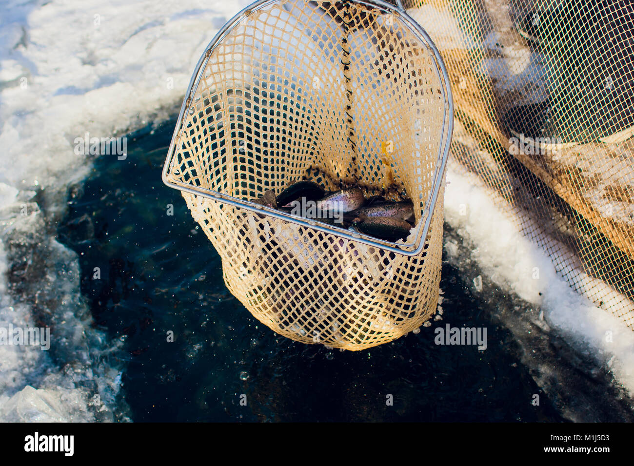 farm trout winter ice-hole fish lake catching a mace food Stock Photo ...