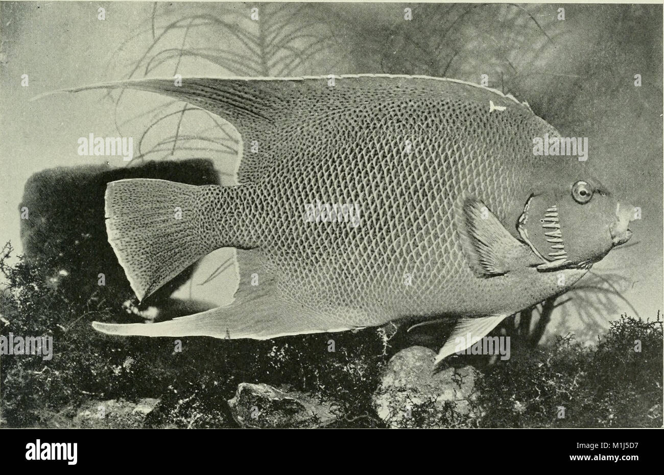 This 1902 publication covers food and game fish species in North ...
