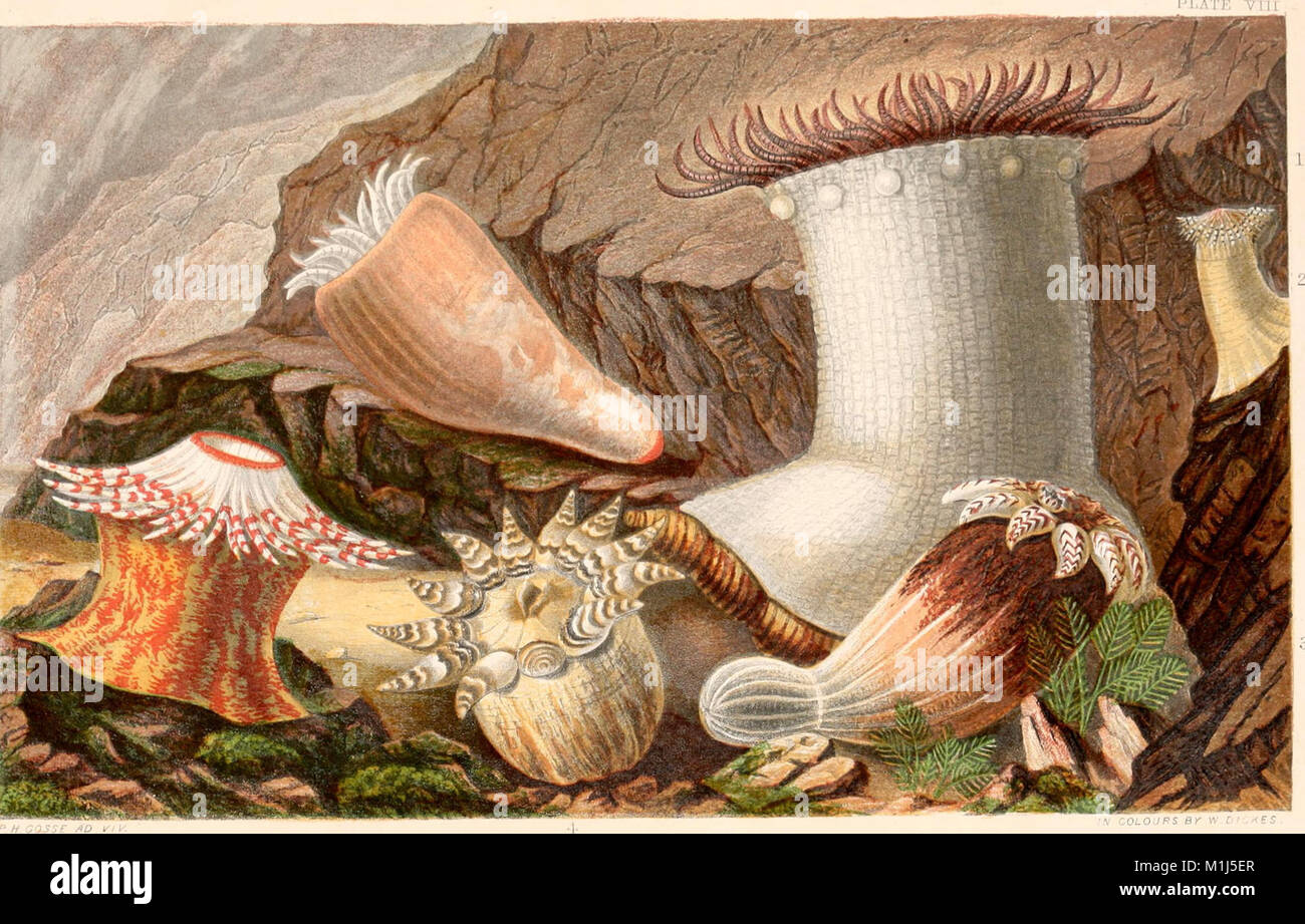 A history of the British sea-anemones and corals (1860) (14801639123 ...