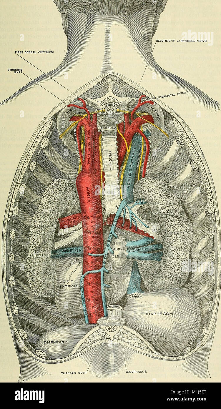 Anatomy, descriptive and surgical (1897) (14762849284 Stock Photo - Alamy