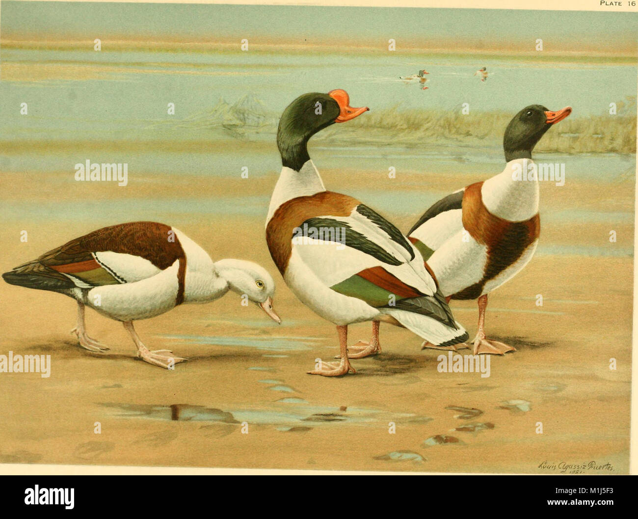 A natural history of the ducks (1922) (14769559505 Stock Photo - Alamy