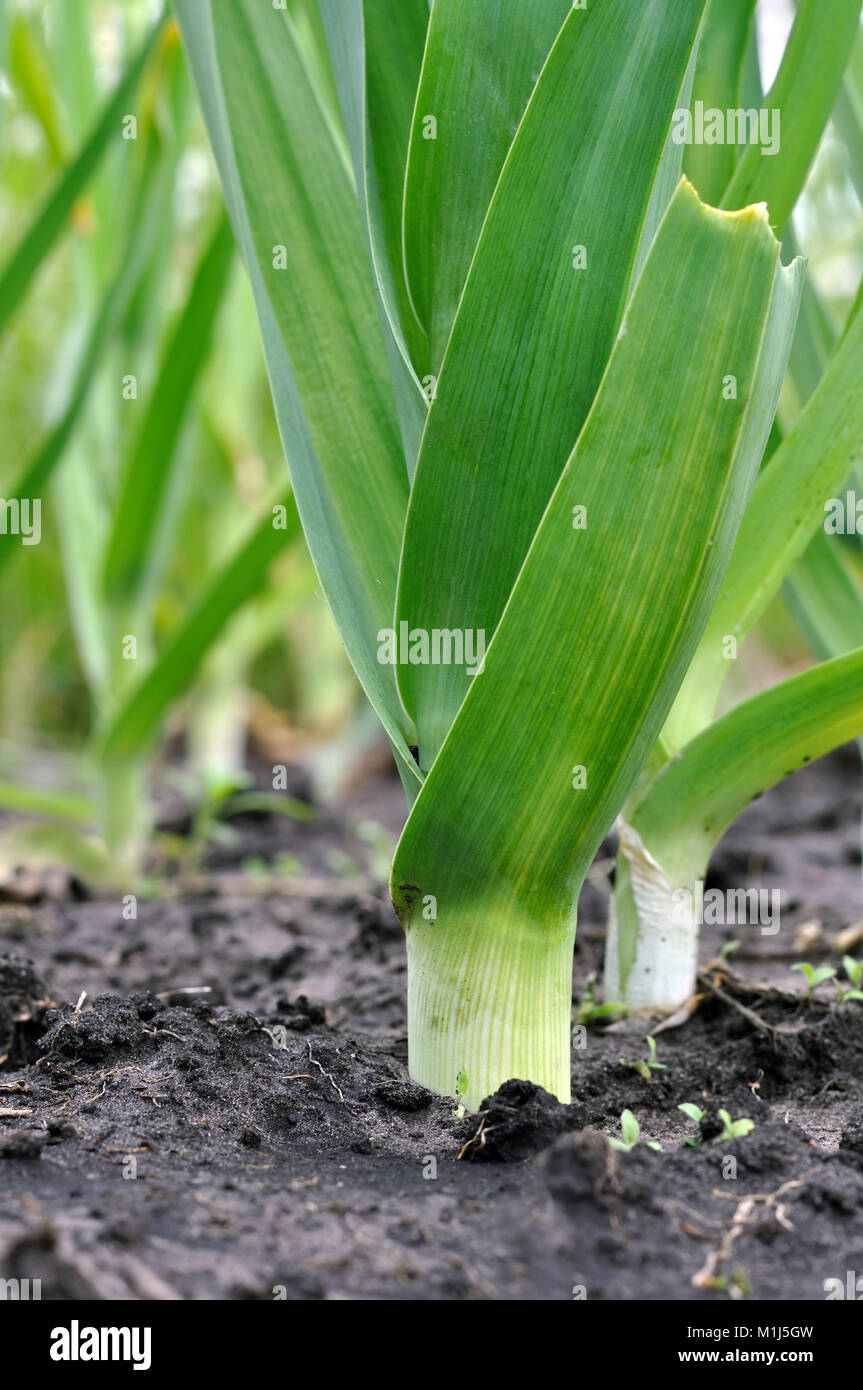 organically cultivated leek plantation in the vegetable garden ...