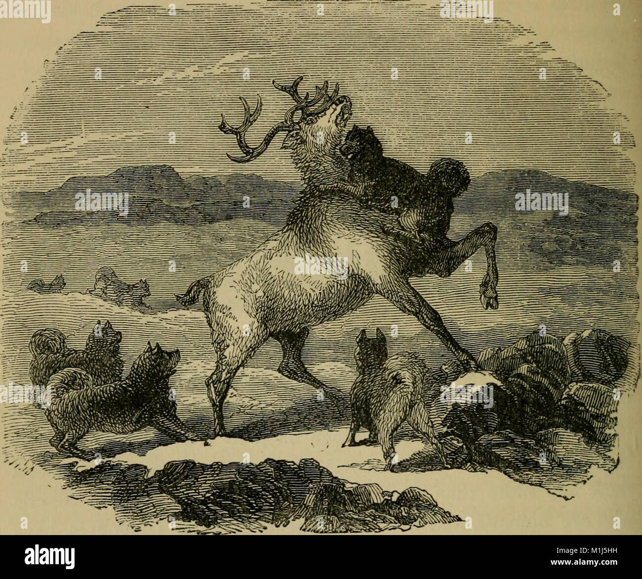 Animal hides 19th century hi-res stock photography and images - Alamy