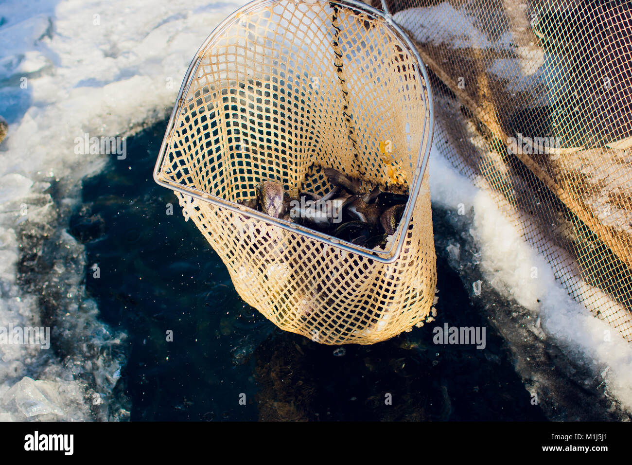 farm trout winter ice-hole fish lake catching a mace food Stock Photo ...