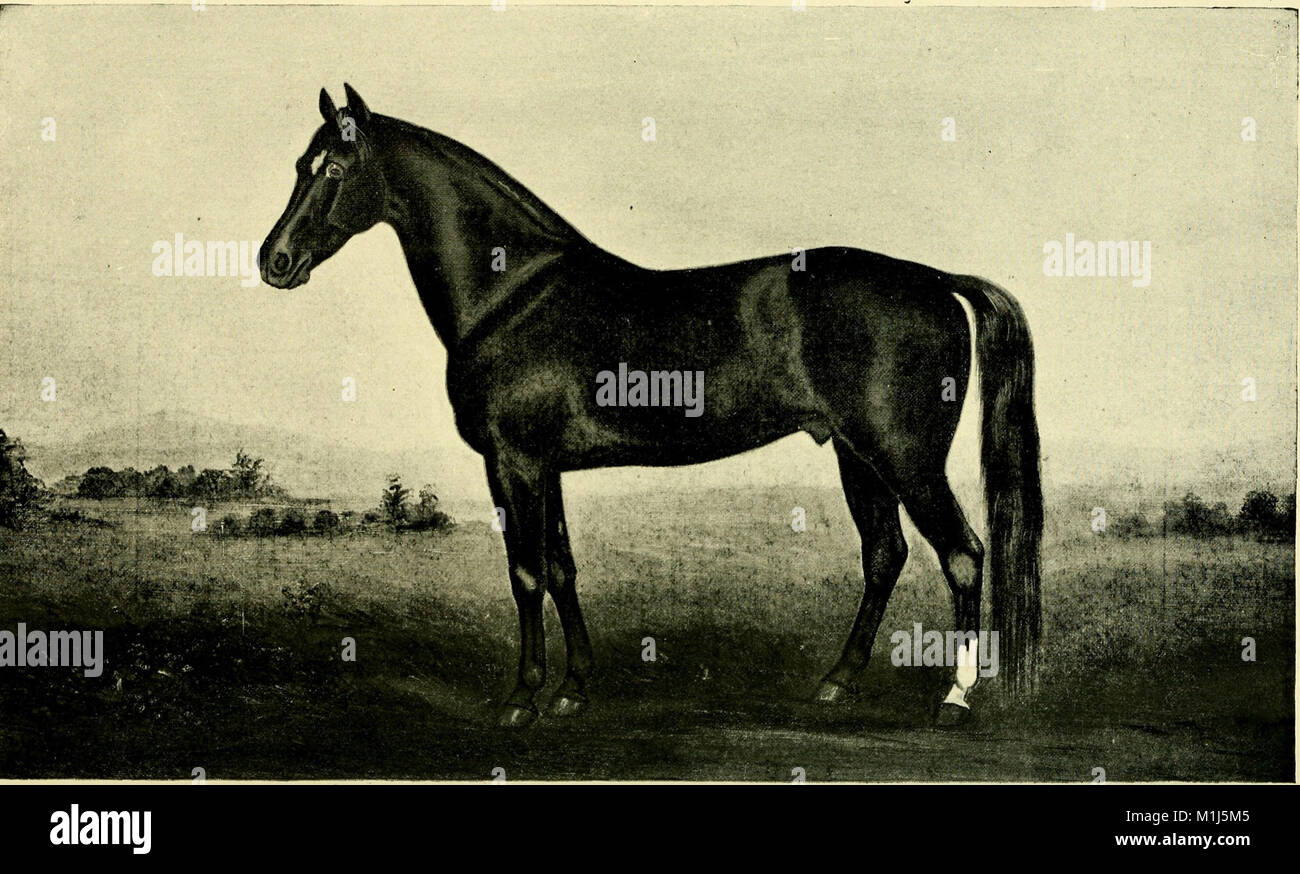 American stallions history hi-res stock photography and images - Alamy