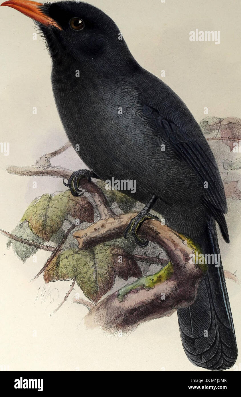 A monograph of the jacamars and puff-birds, or families Galbulid and ...