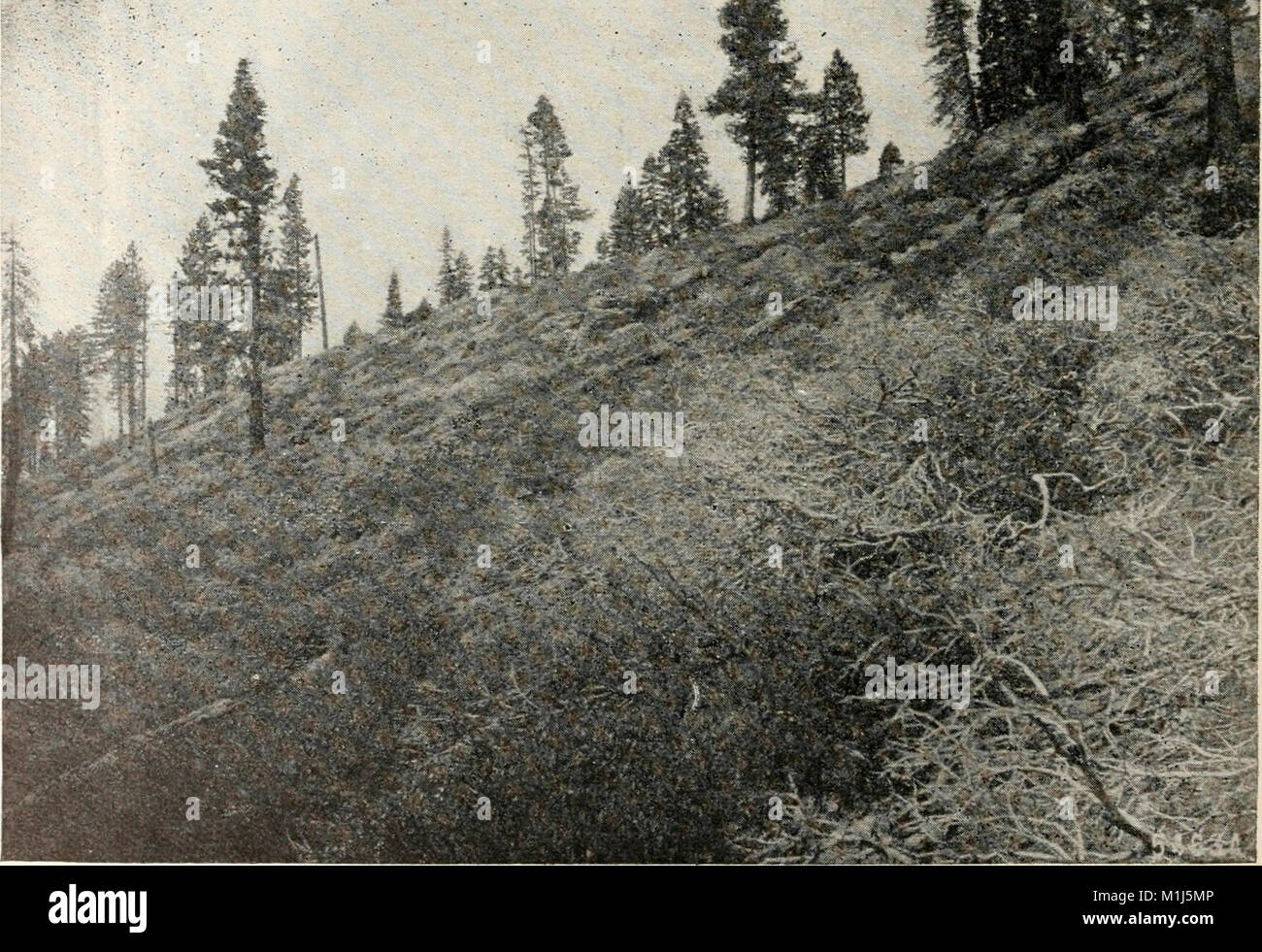 'American Forests' covers the state of forests in the United States ...