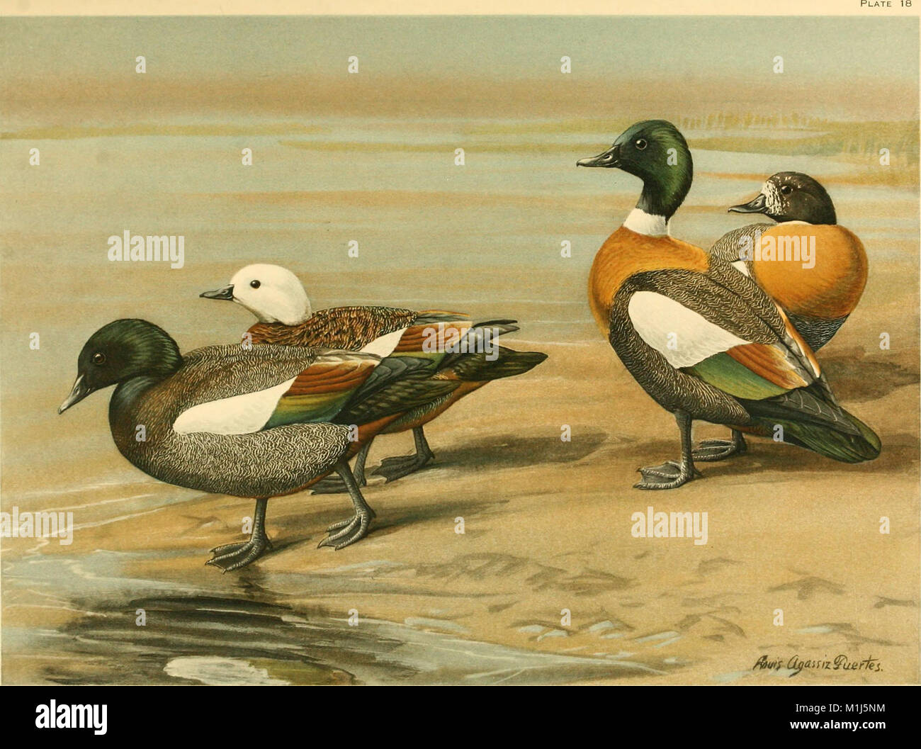 'A Natural History of the Ducks' (1922) is a comprehensive study on ...