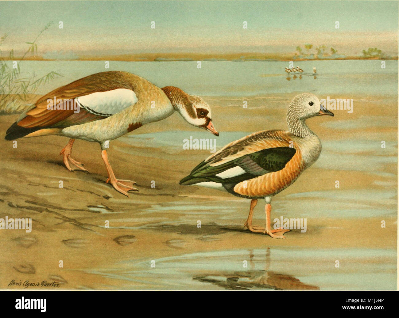 A natural history of the ducks (1922) (14789428003 Stock Photo - Alamy
