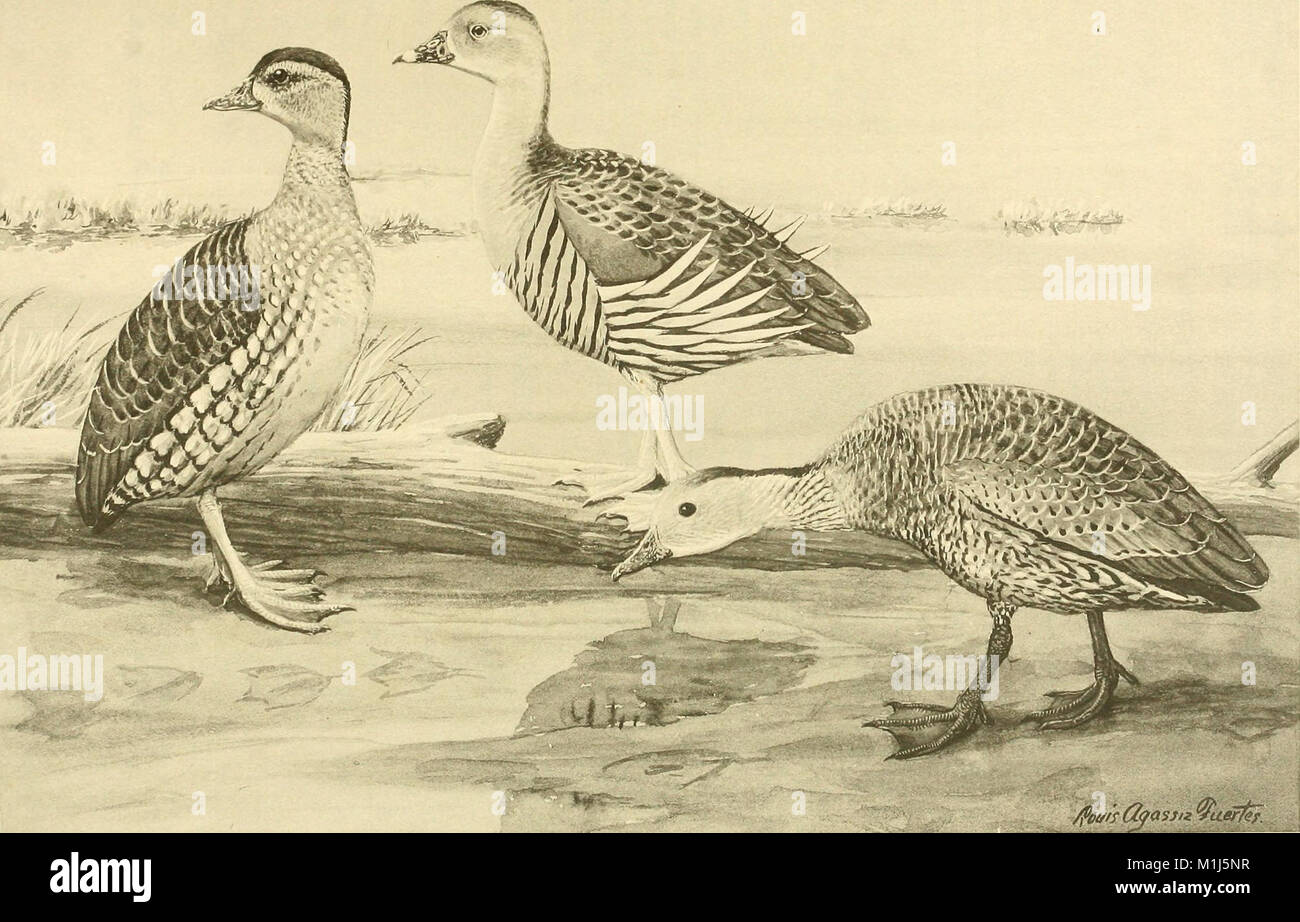 This work provides a detailed exploration of duck species, covering ...