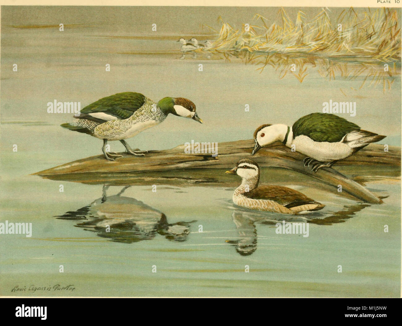 A natural history of the ducks (1922) (14582904438 Stock Photo - Alamy