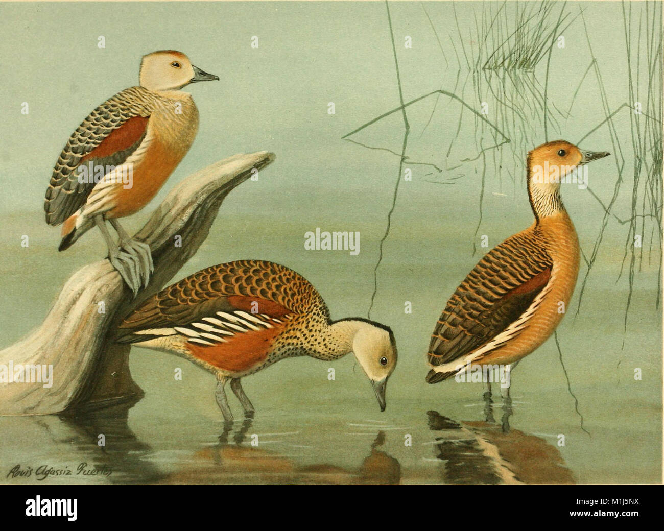 A natural history of the ducks (1922) (14583073697 Stock Photo - Alamy