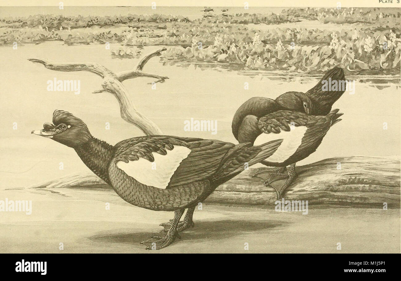 A natural history of the ducks (1922) (14767159804 Stock Photo - Alamy